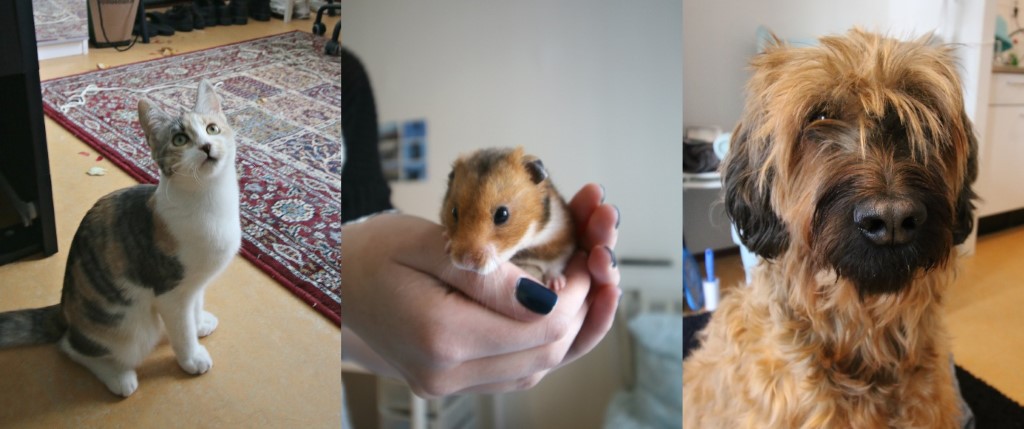 Pets in the Dorms – Yay or Nay? – The Herring